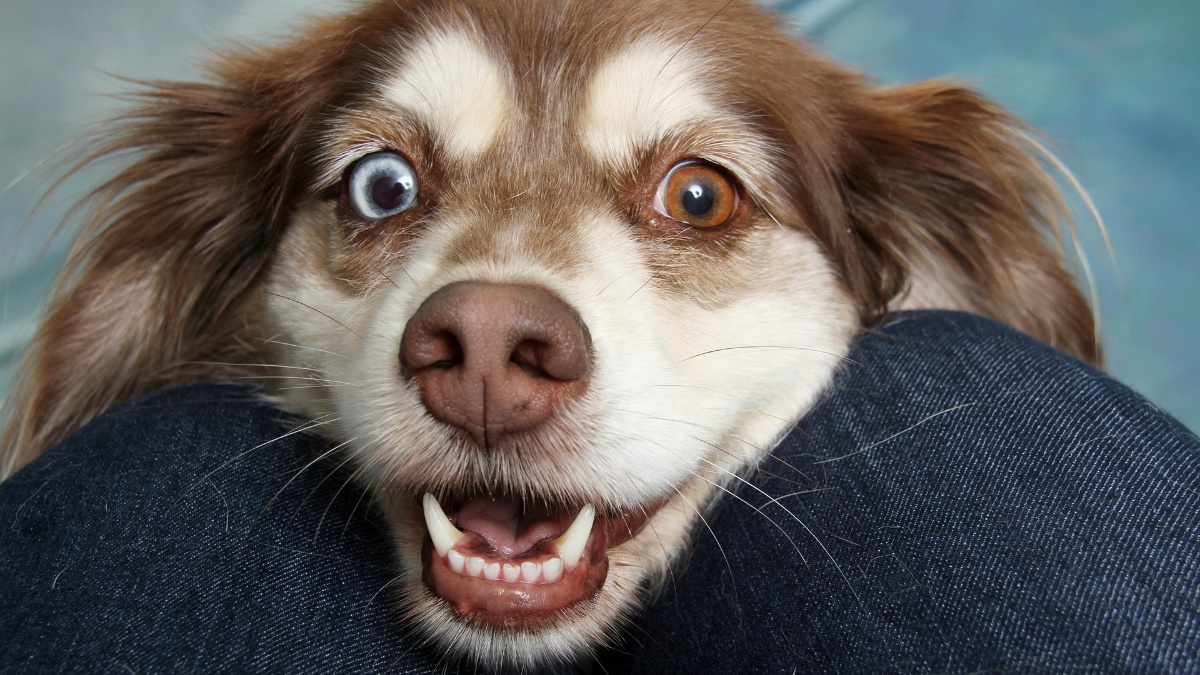7 behavior problems dog owners face and how to correct them