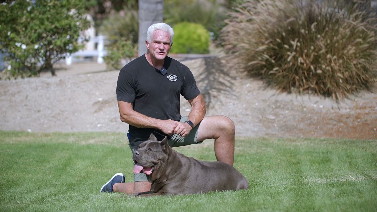 This dog will change the way you think about dogs