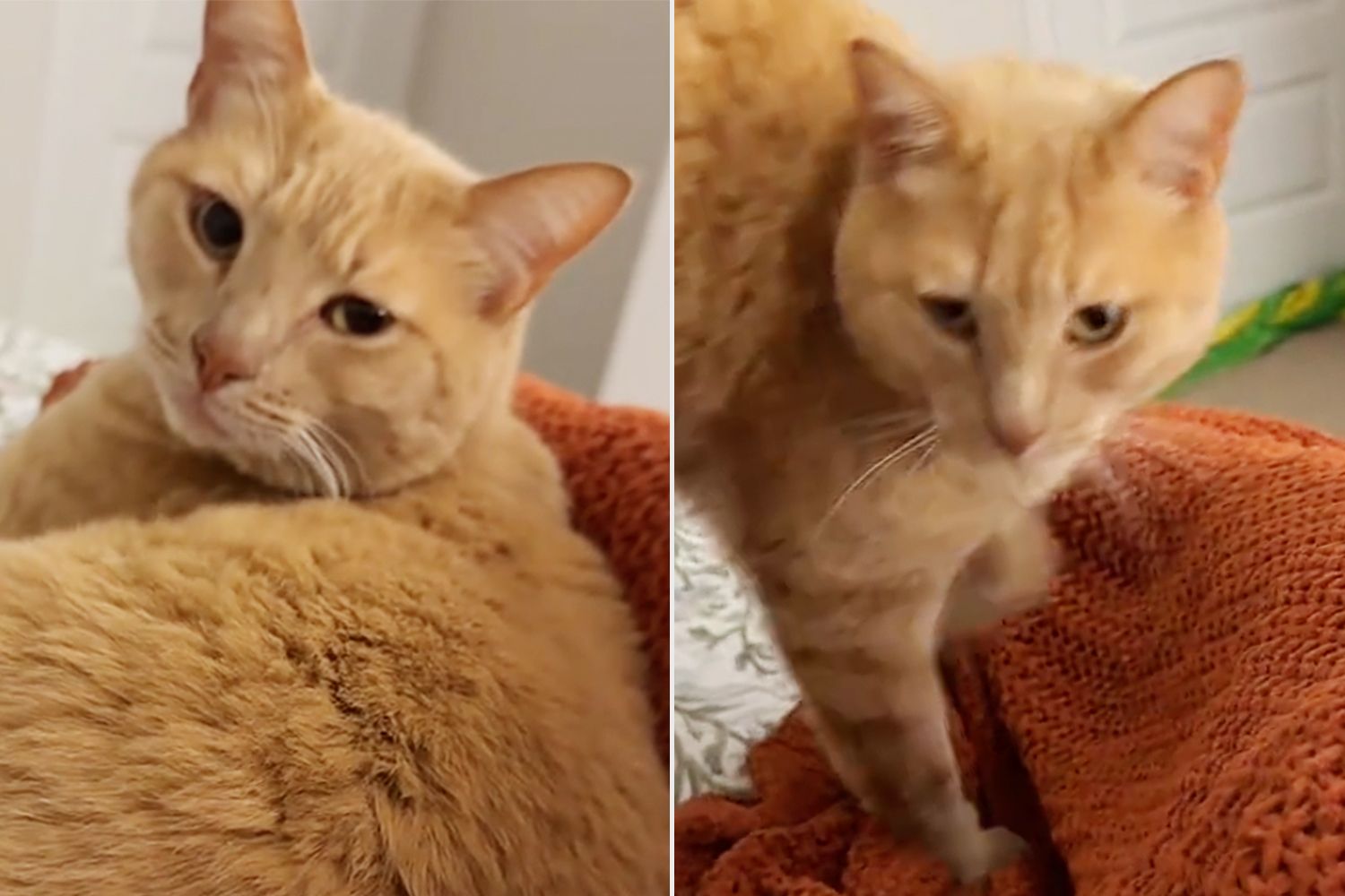 Texas woman opens her home to a stray during an ice storm. Now she has ...