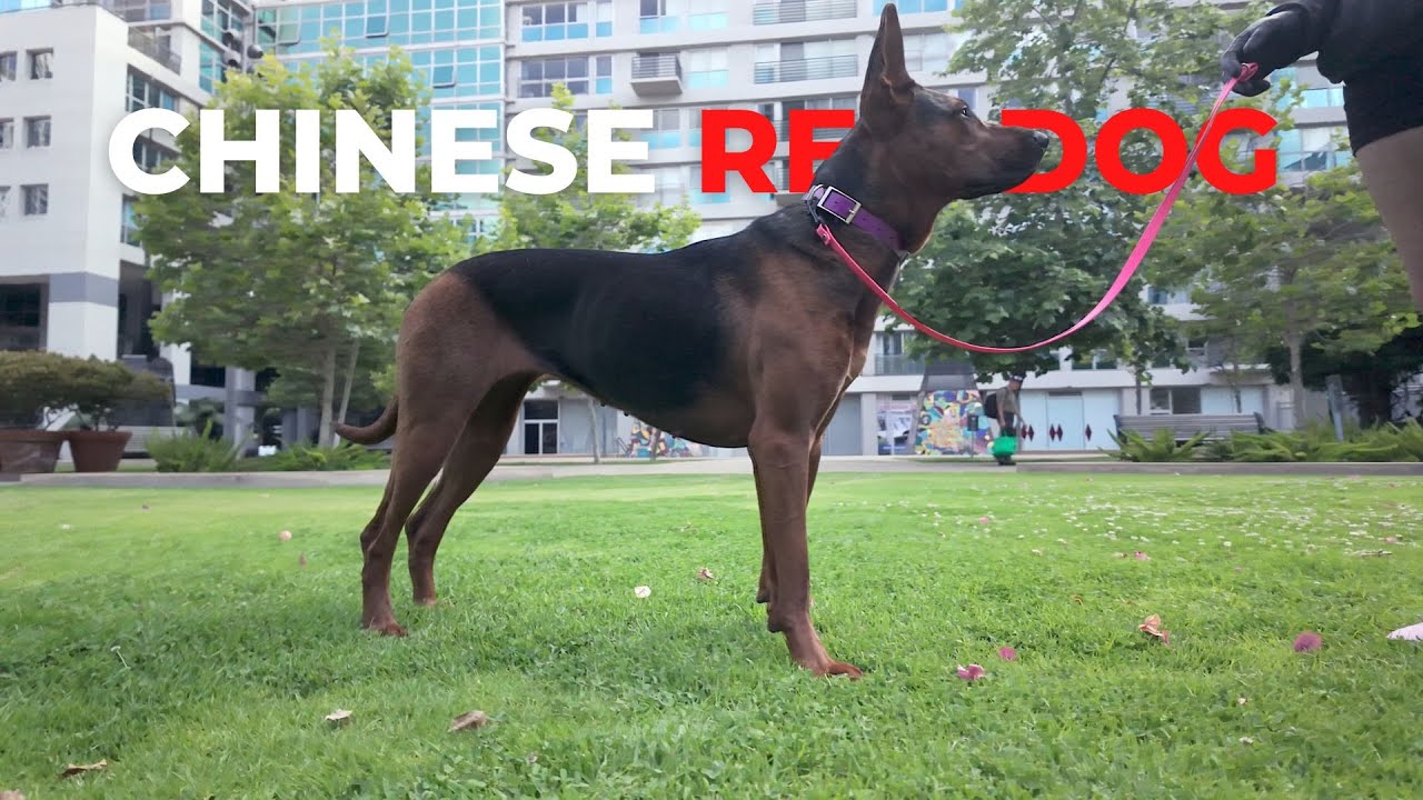 WOW! Meet the rarest Chinese red dog breed!