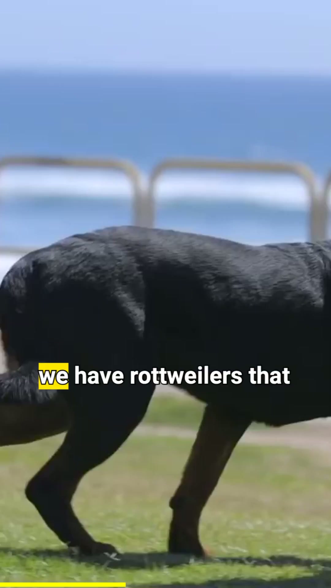The shocking truth about how long rottweilers really live