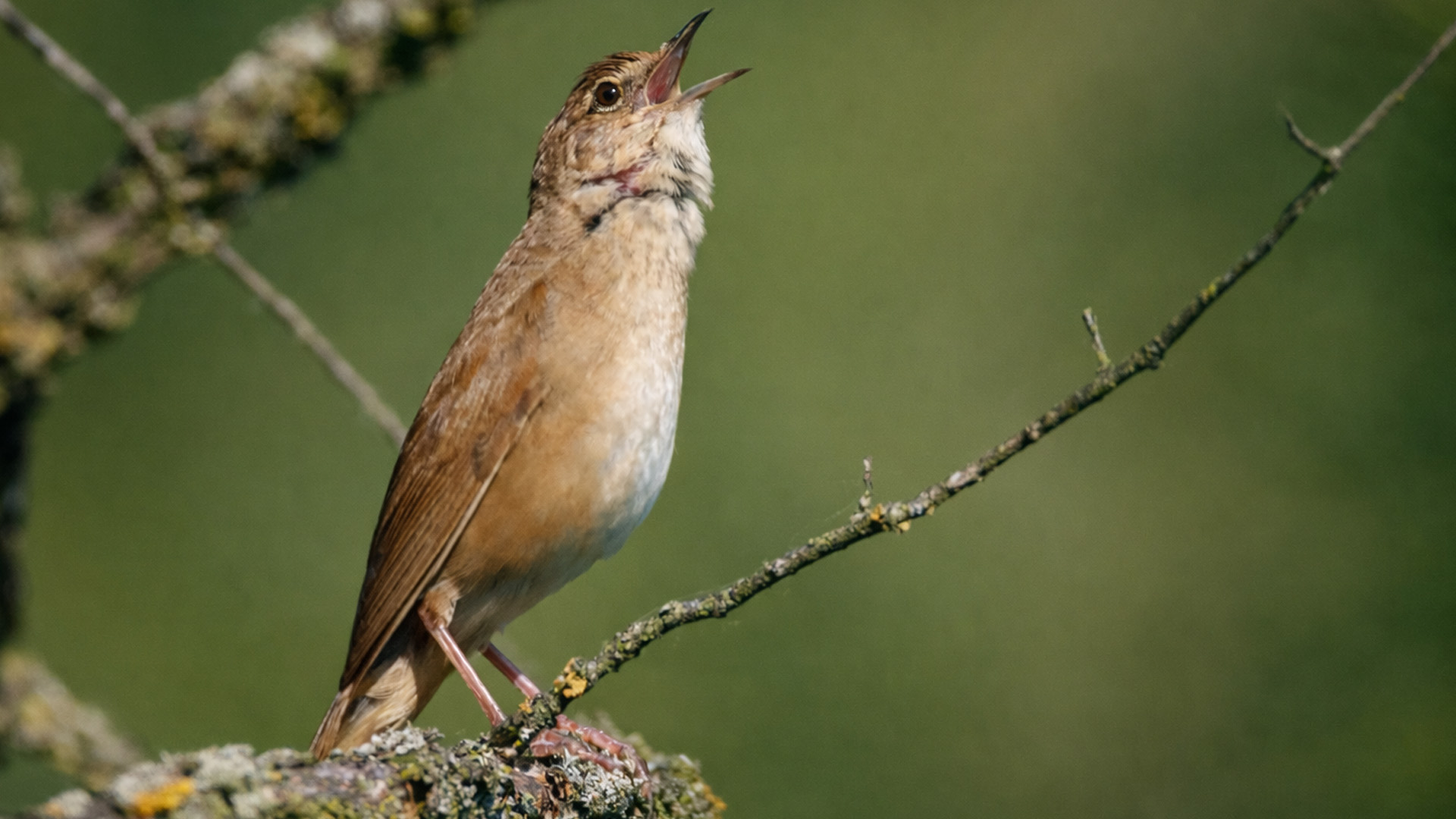 I found him singing on a bare branch