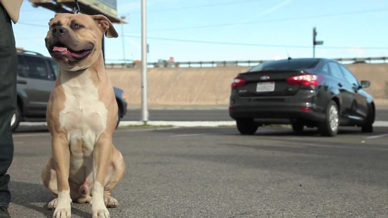 Silverstate Las Vegas - APBT/American Bully pet shop