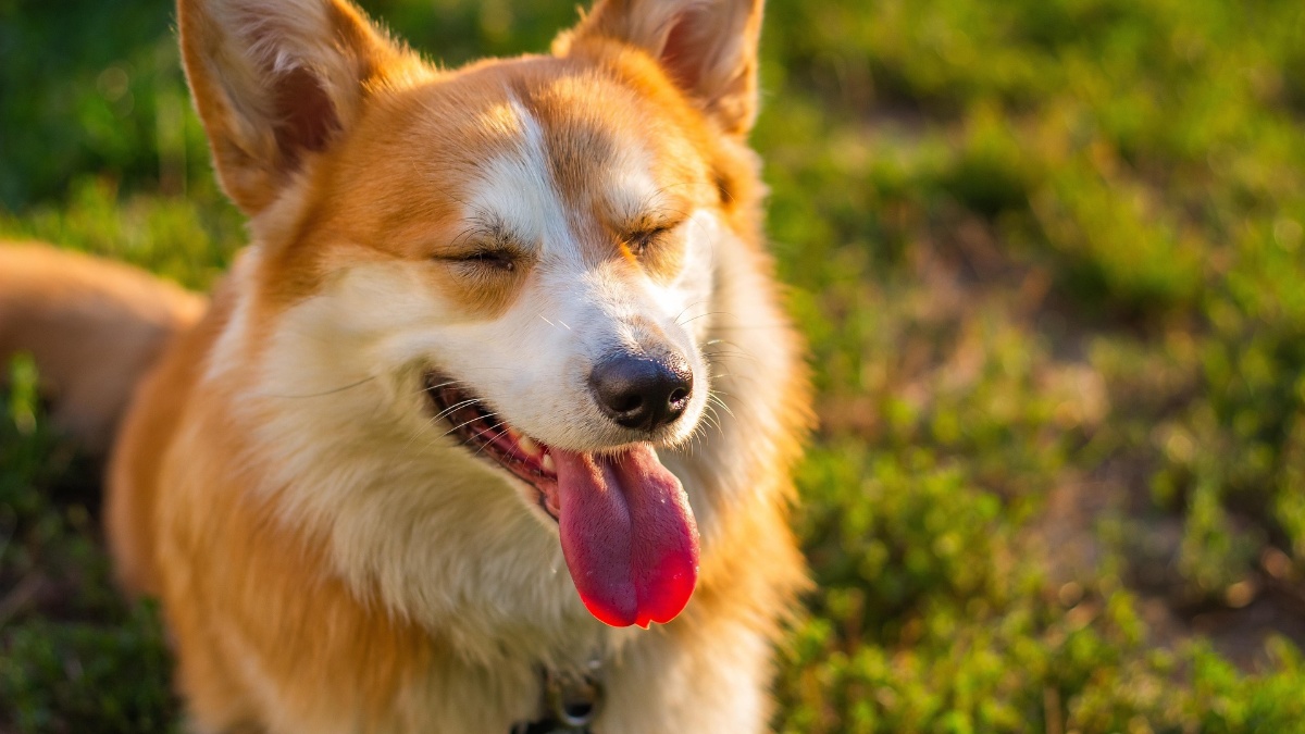 7 behavior problems dog owners face and how to correct them