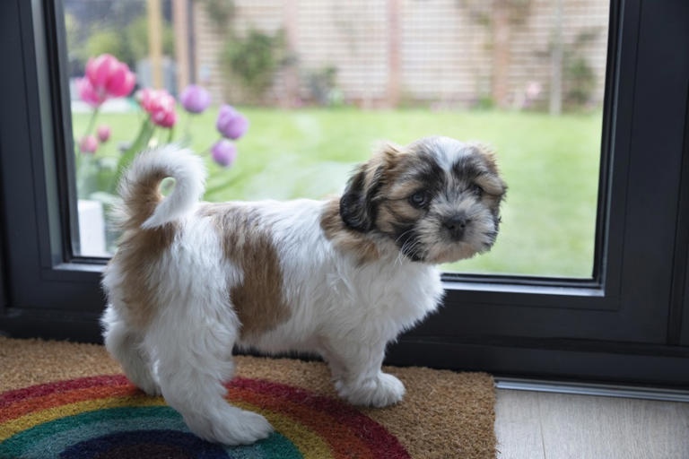 8 signs your dog is sad when you go to work