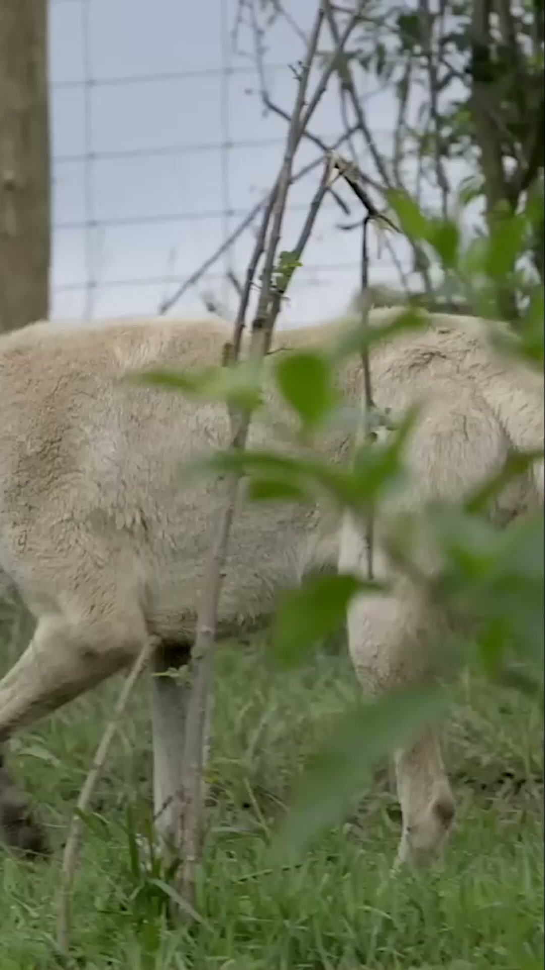 Preserving dog breeds: The importance of working heritage