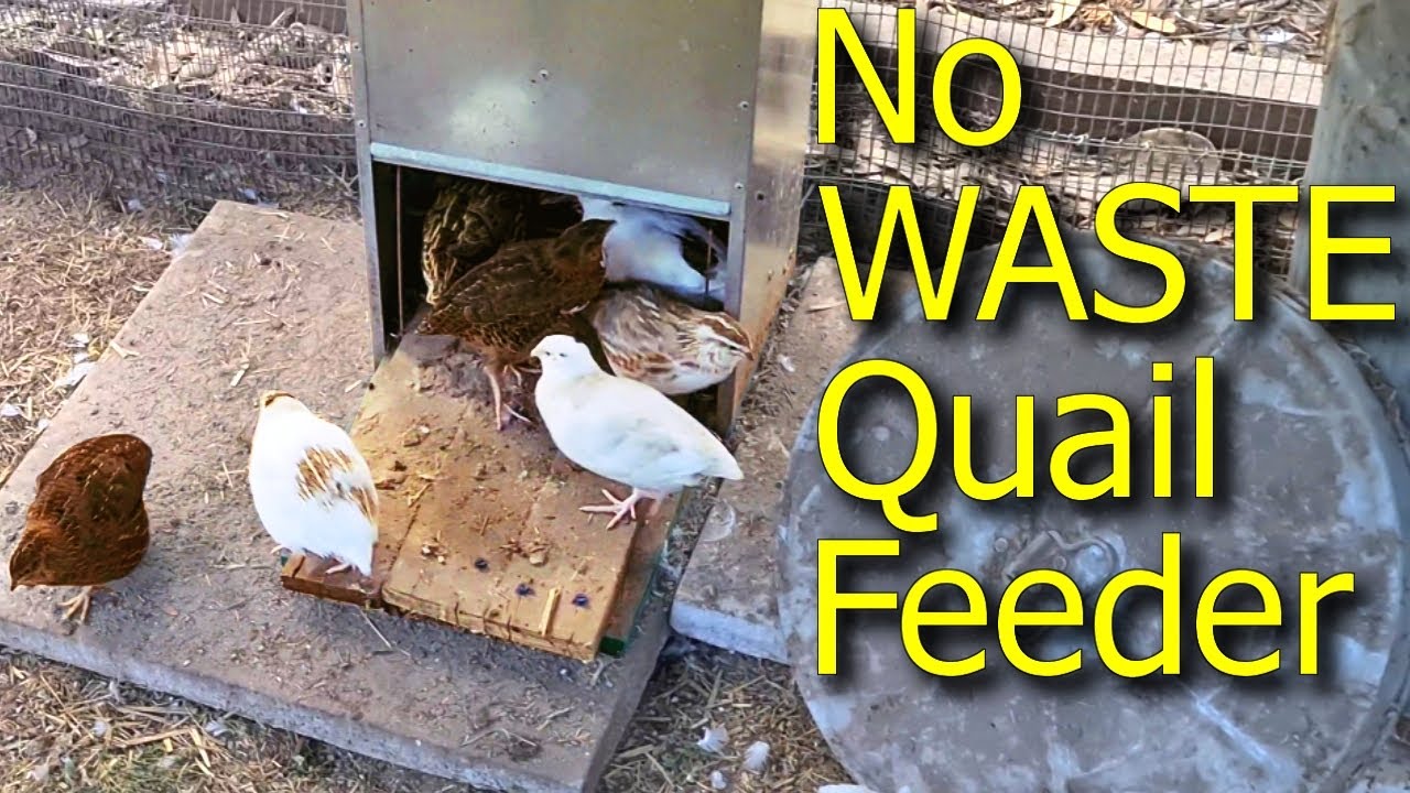 I converted a chicken treadle feeder into a NO WASTE quail feeder