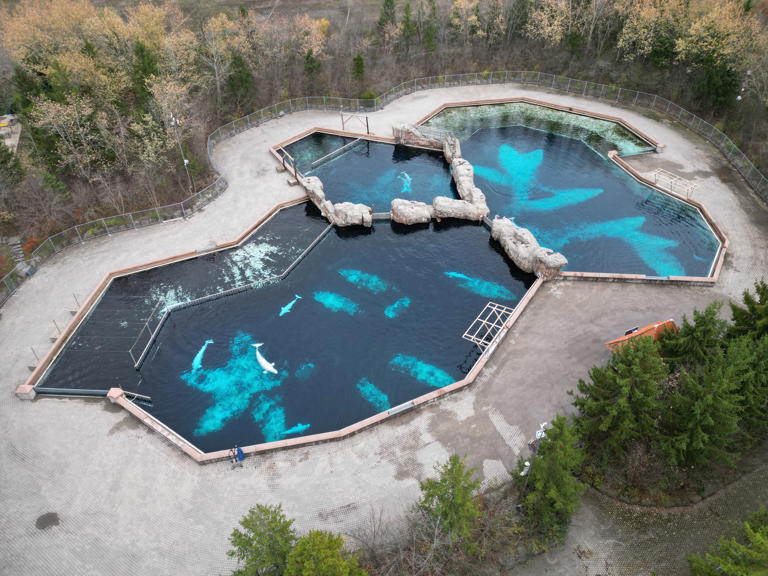 Captive beluga whales granted last-minute reprieve from euthanasia