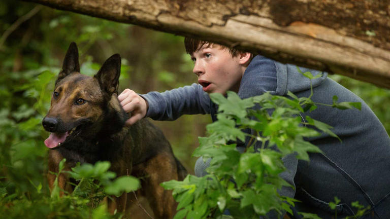 Divisive tearjerker war movie with 37% RT score becomes international ...