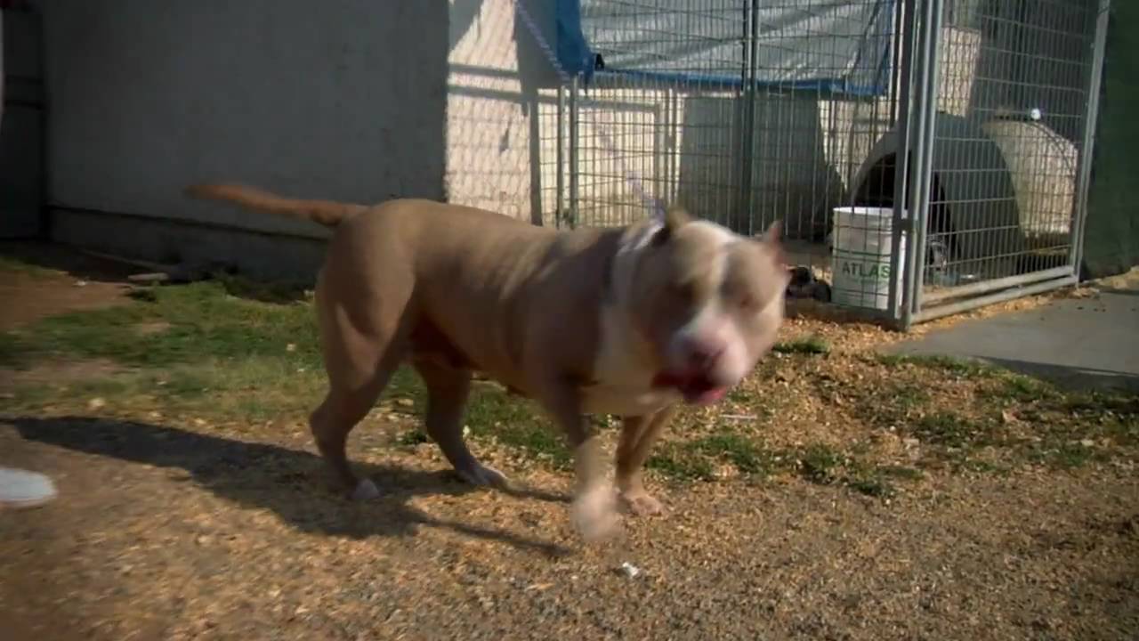 American bully - Hatsfield's Super Nova