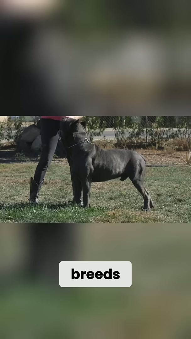 Cane Corso vs Dogo Argentino coat comparison!