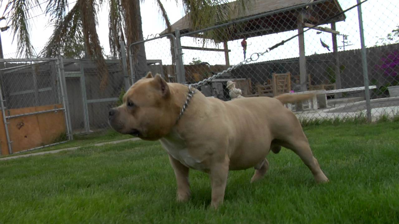 American bully - Fonzy