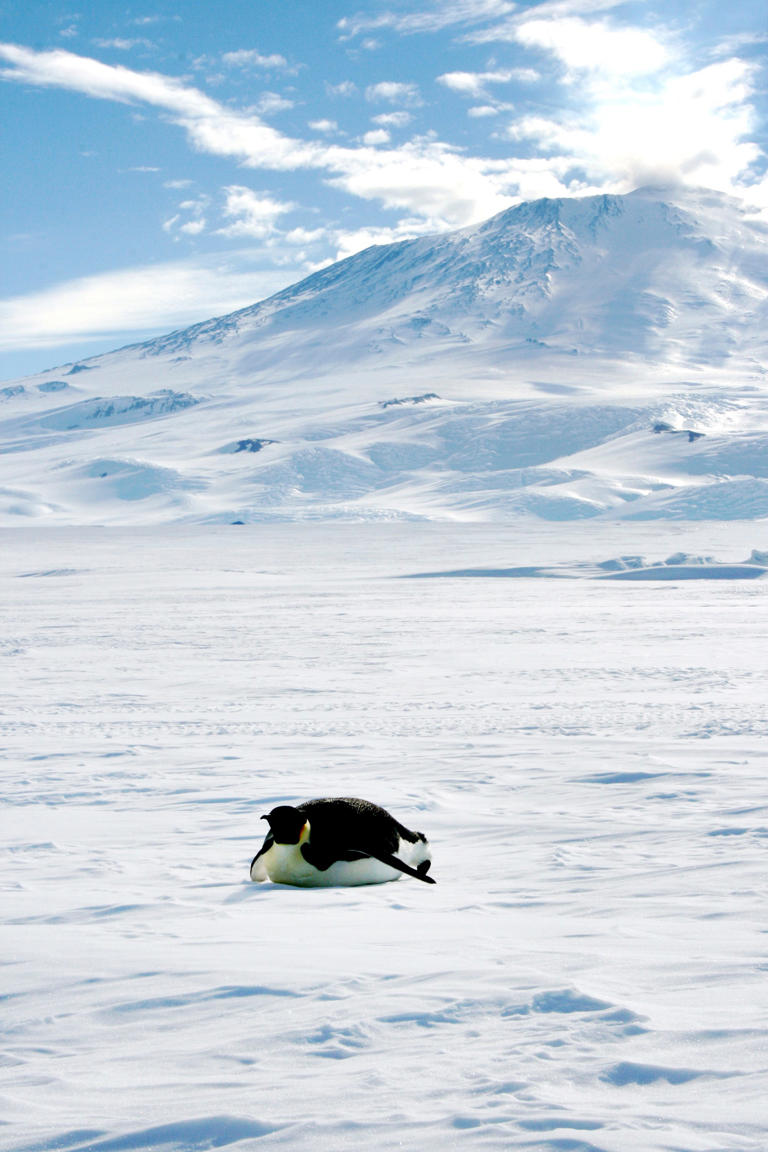 University of Florida expands study abroad with Antarctic expedition