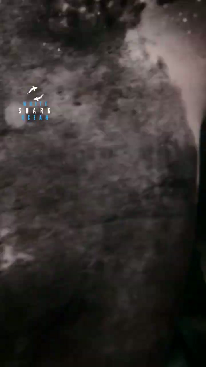 Big male great white comes up from deep #greatwhite