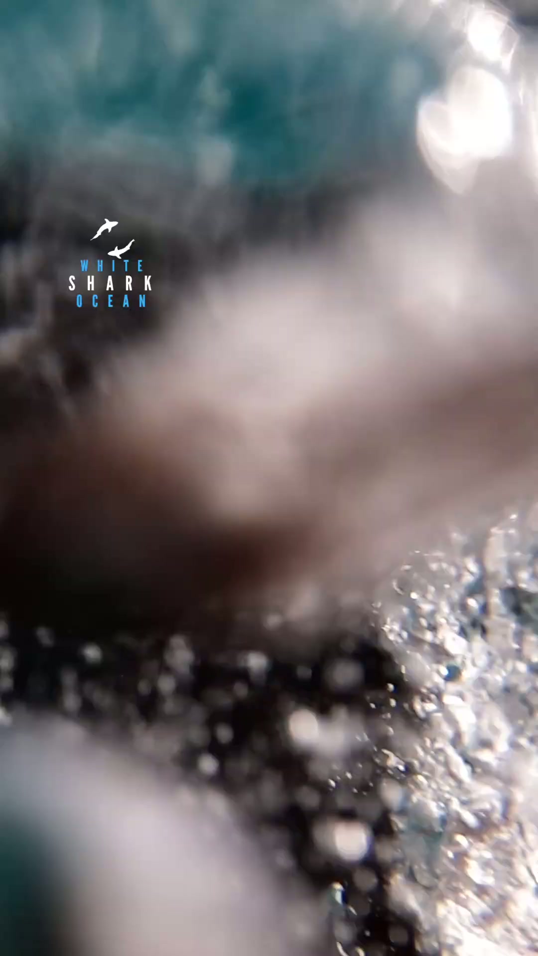 Great white shark accelerates from underneath the bait