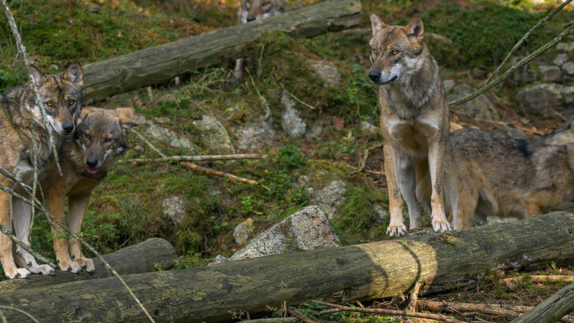 I found them resting among the trees