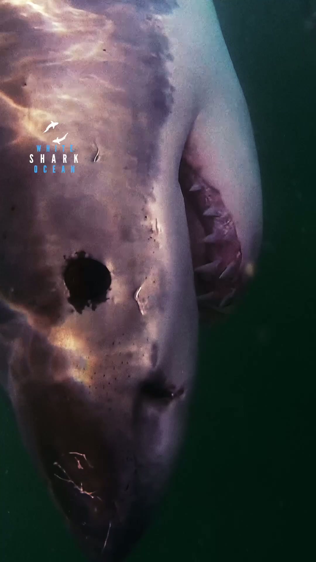 Great white shark nudges the cage