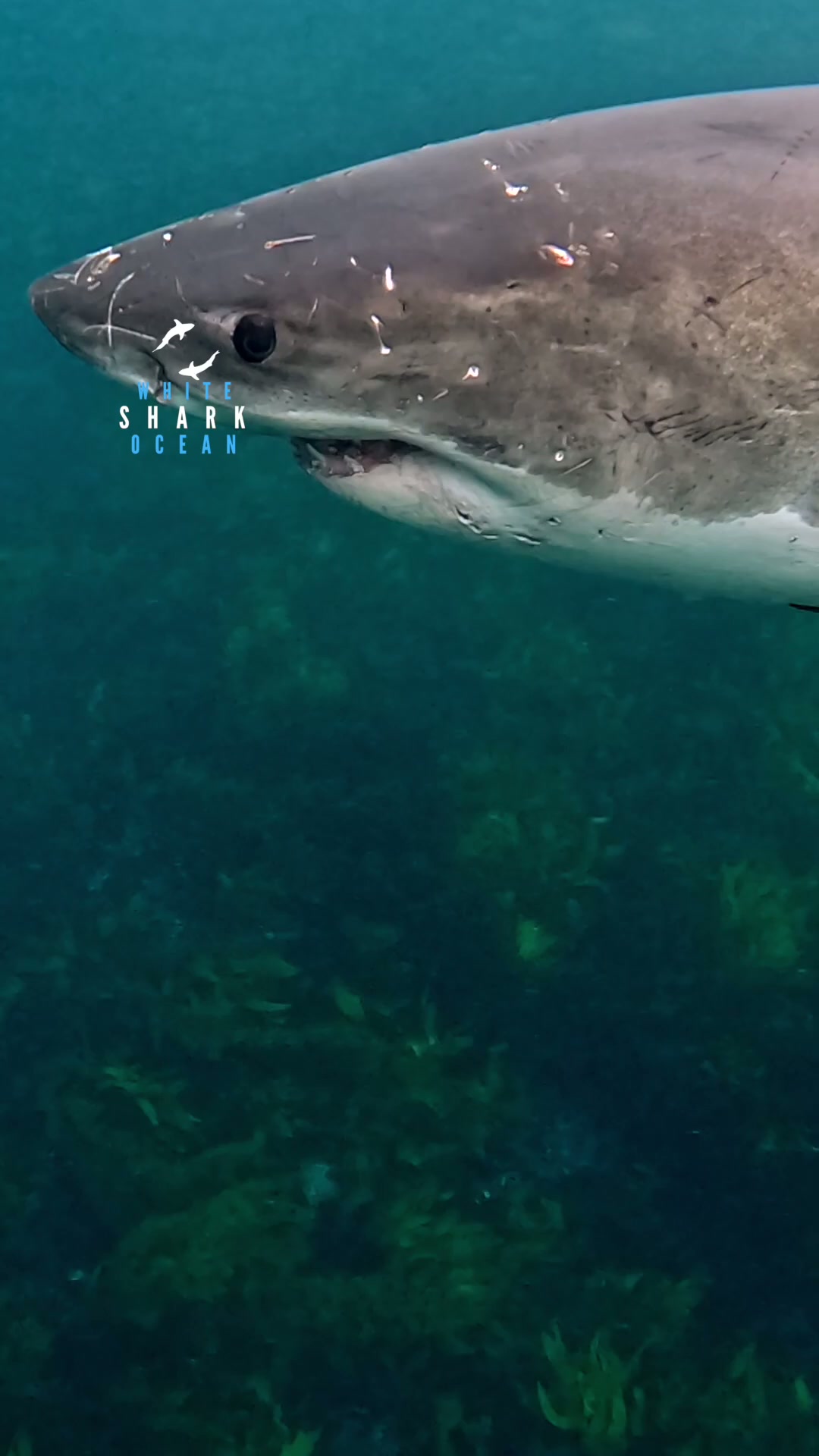 Great white shark suspended in the current saving energy on the sea floor