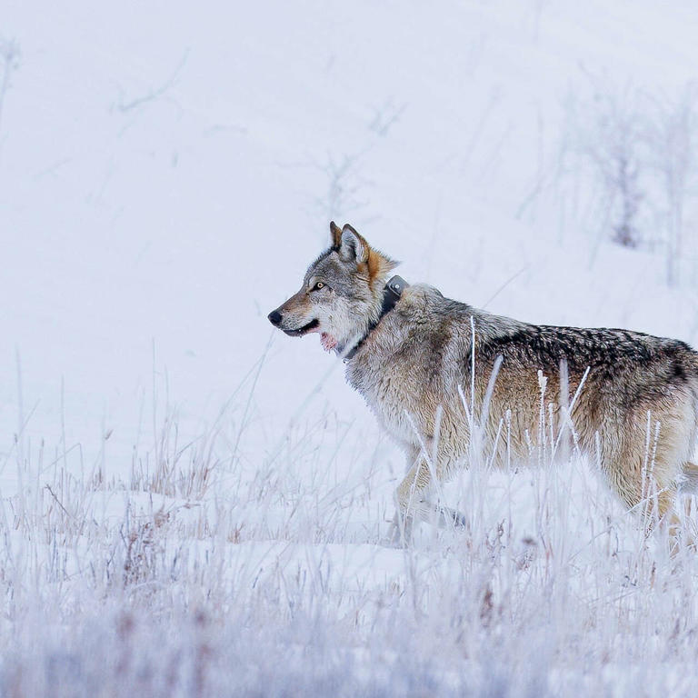 Poacher kills wolf from famed Yellowstone pack