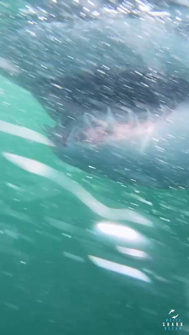Close look inside the mouth of a Great White #shorts
