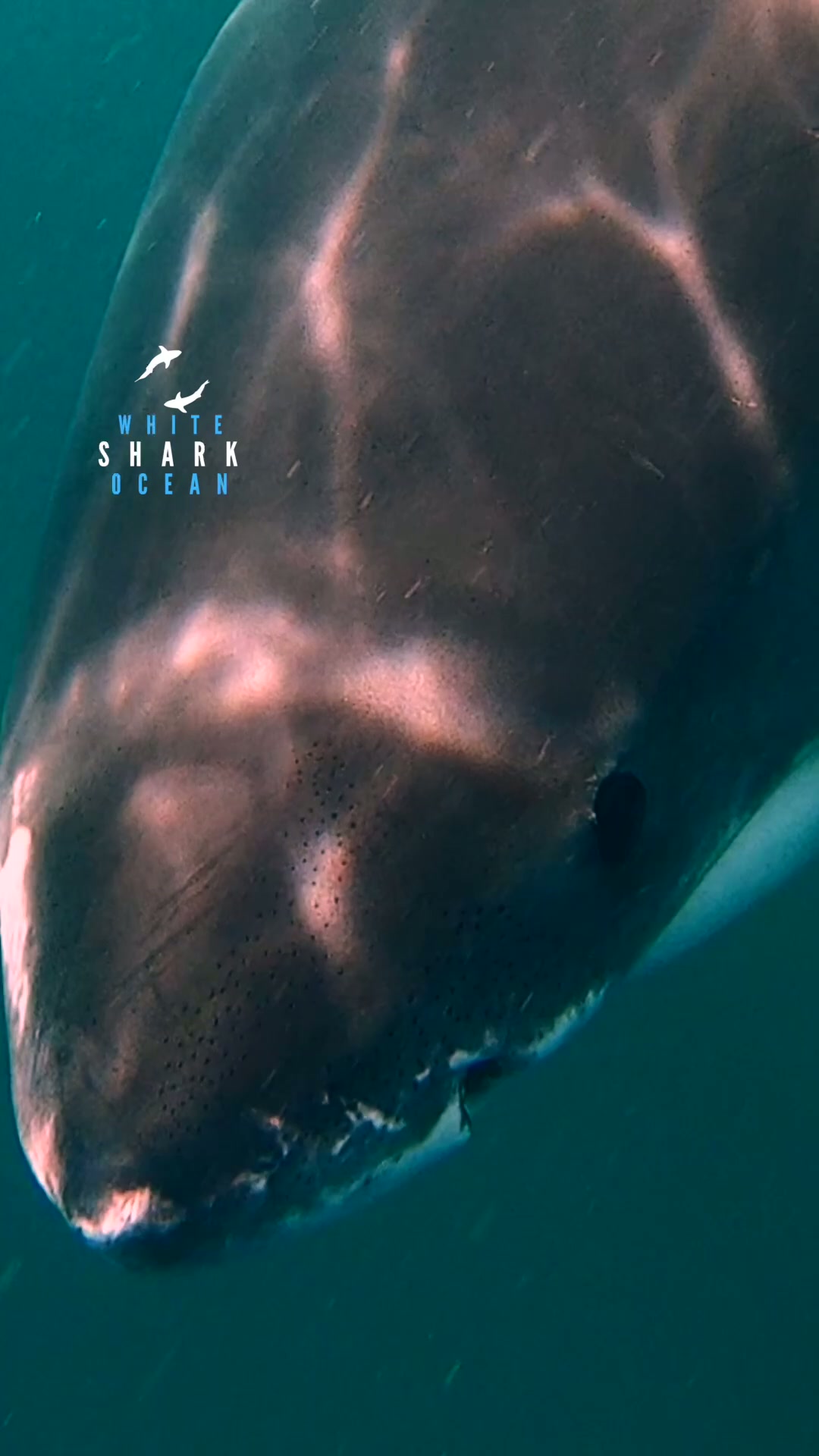 Great White Shark Gaping Below