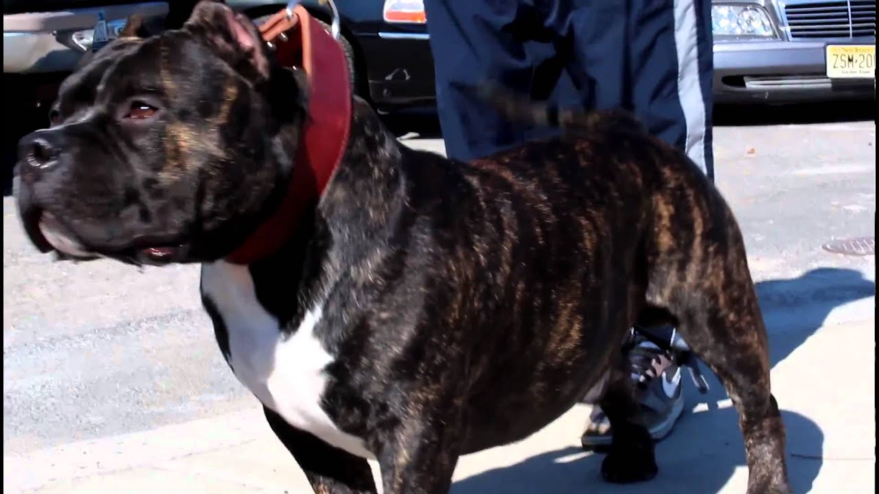 American bully - Frank Lucas
