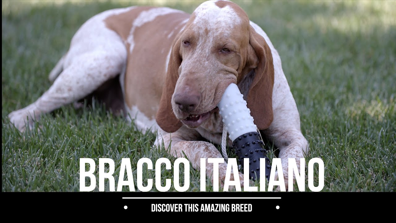 Meet the incredible Italian BRACCO dog breed