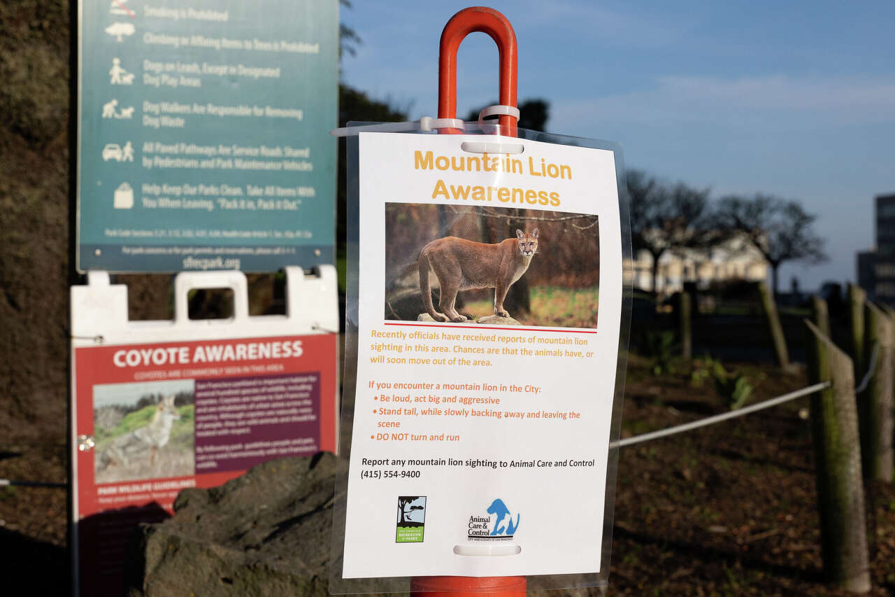 Mountain lion spotted in new location in SF.'s Pacific Heights; video ...