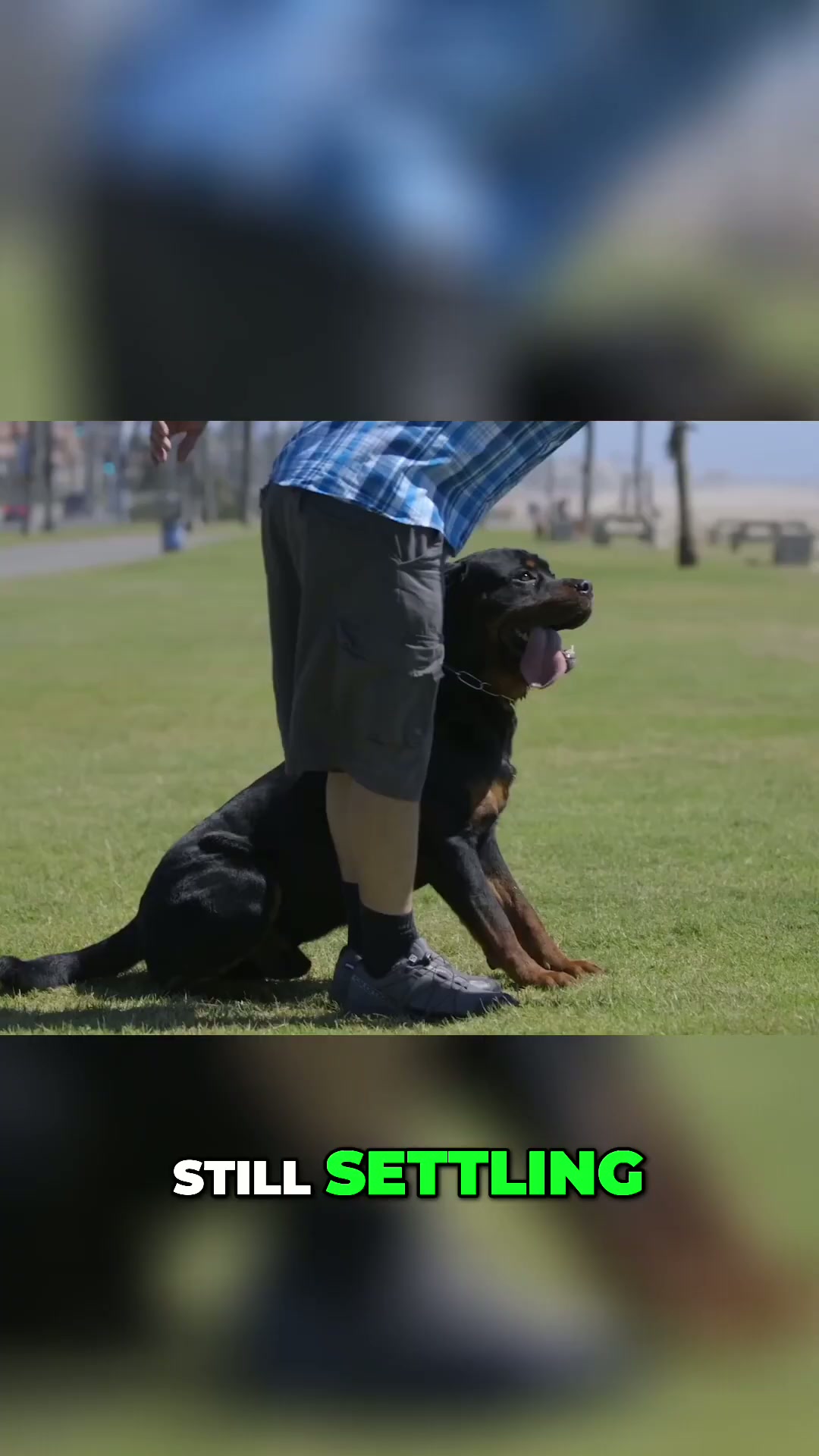 Keep Your Rottweiler Healthy Weight Management Tips