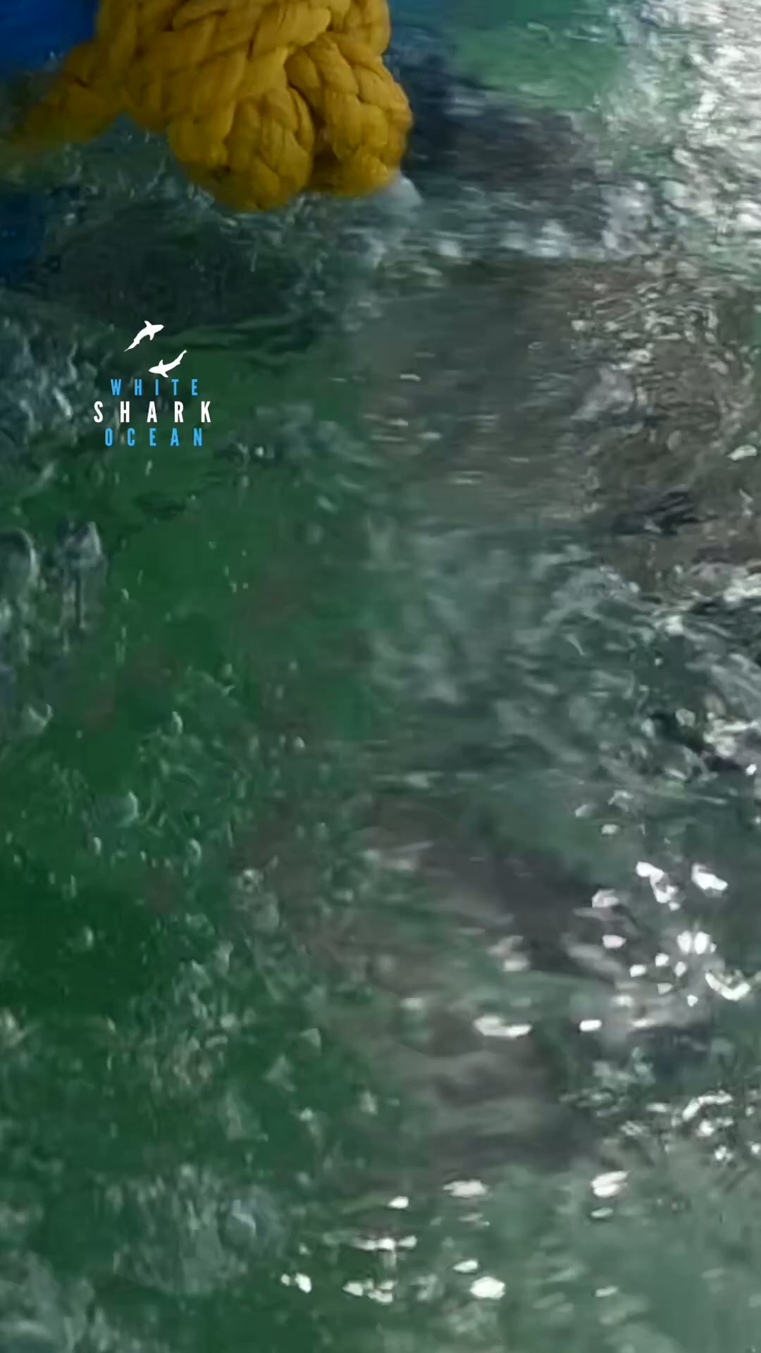 Great white shark mouthing the cage