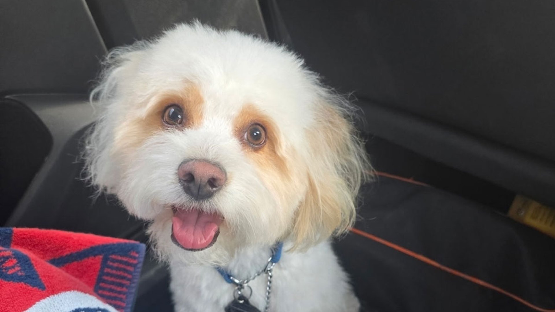 Former Florida cop arrested for allegedly poisoning his ex-girlfriend's dog