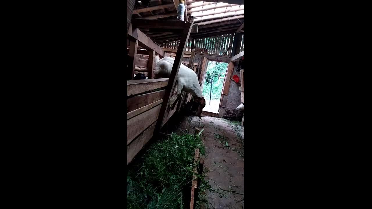 Goat slips off wooden platform in Cianjur, West Java, Indonesia
