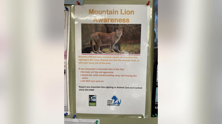 Mountain lion spotted in San Francisco's Pacific Heights neighborhood