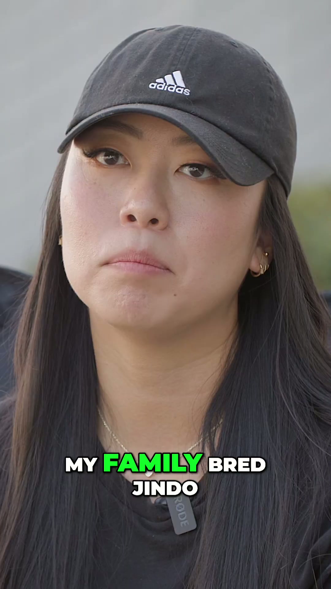 How I fell in love with the Cane Corso breed