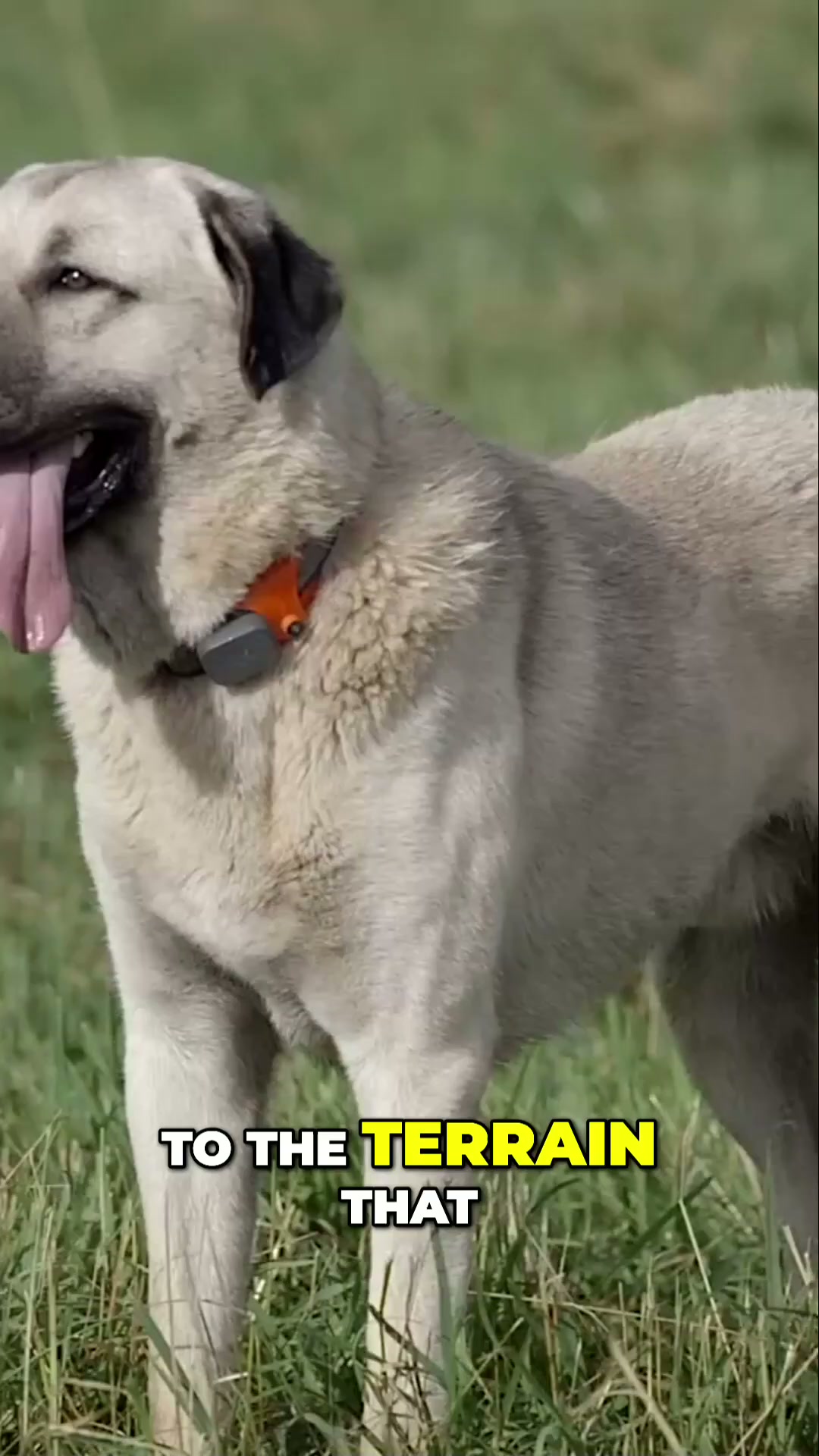 Discover the majestic Kangal guardians of the mountains