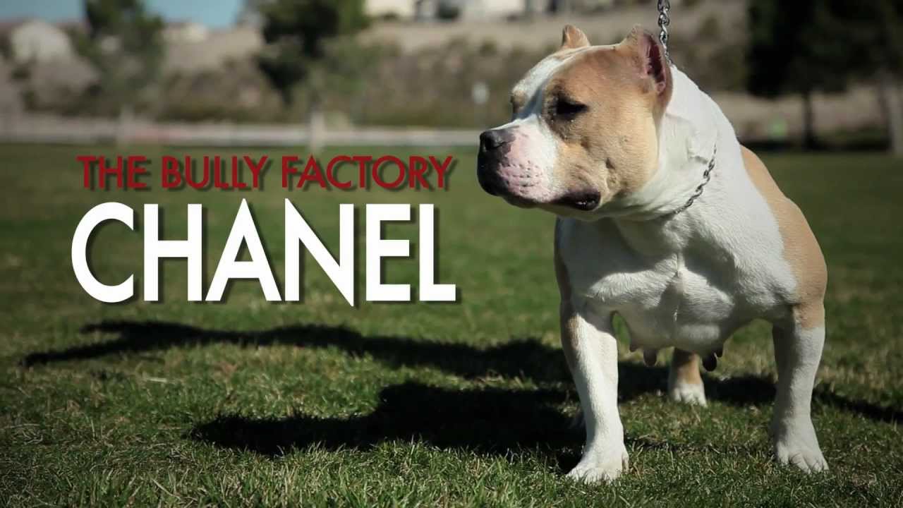 American bully - Chanel