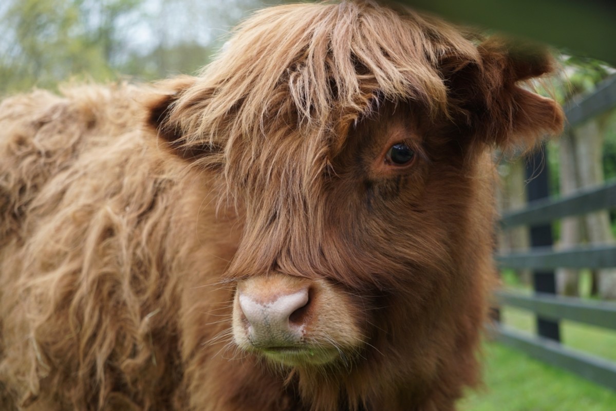 Brand-new baby cow has the biggest moo we’ve ever heard