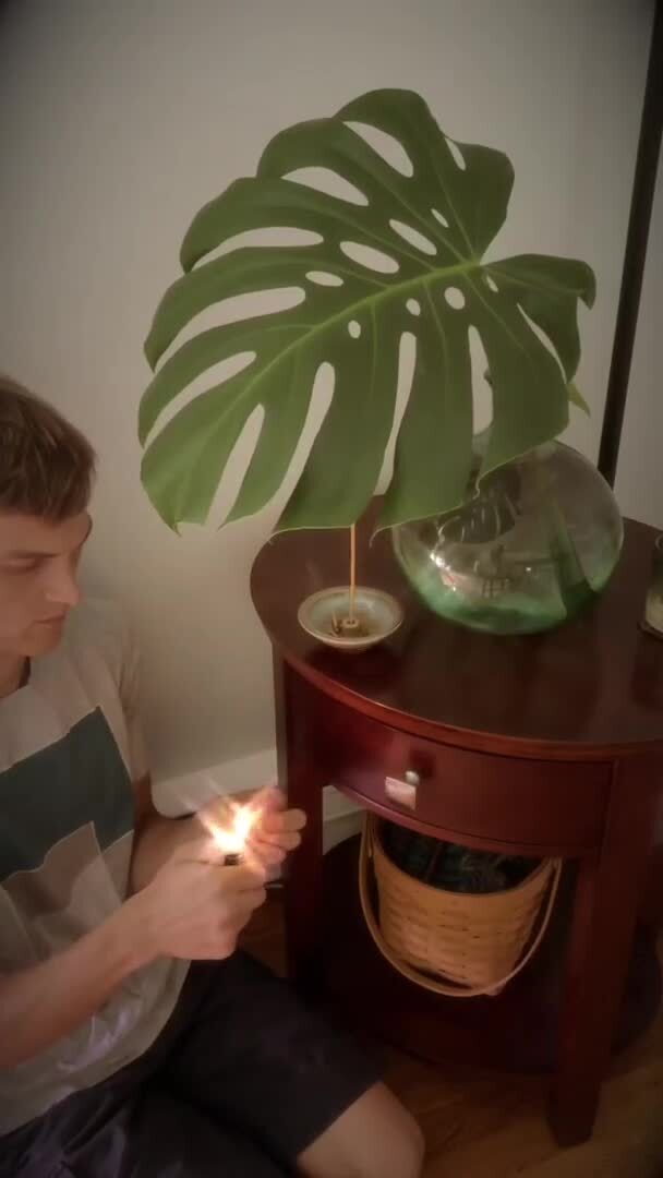Monstera meditations #monsteradeliciosa #plants #shorts