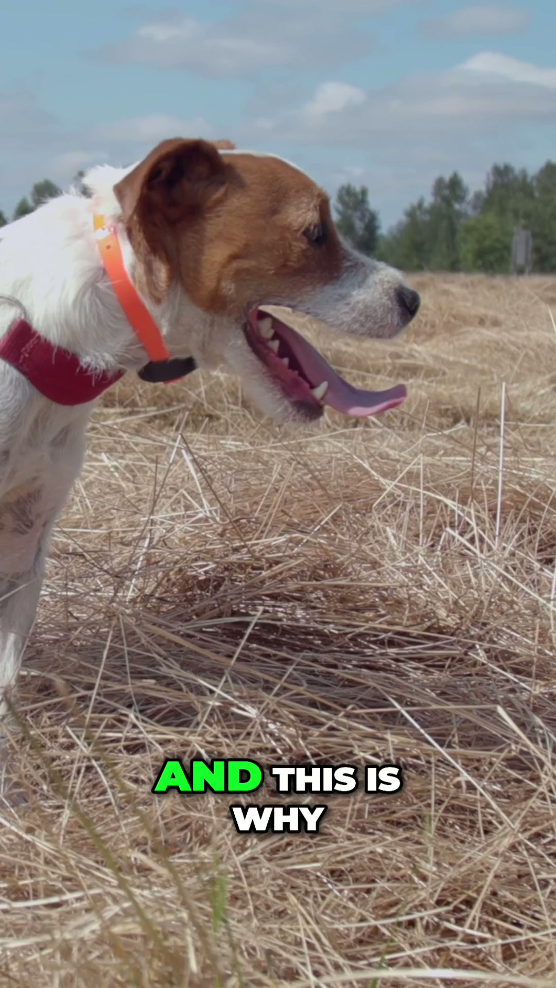 What makes regional dog breeds England's most loyal companions?