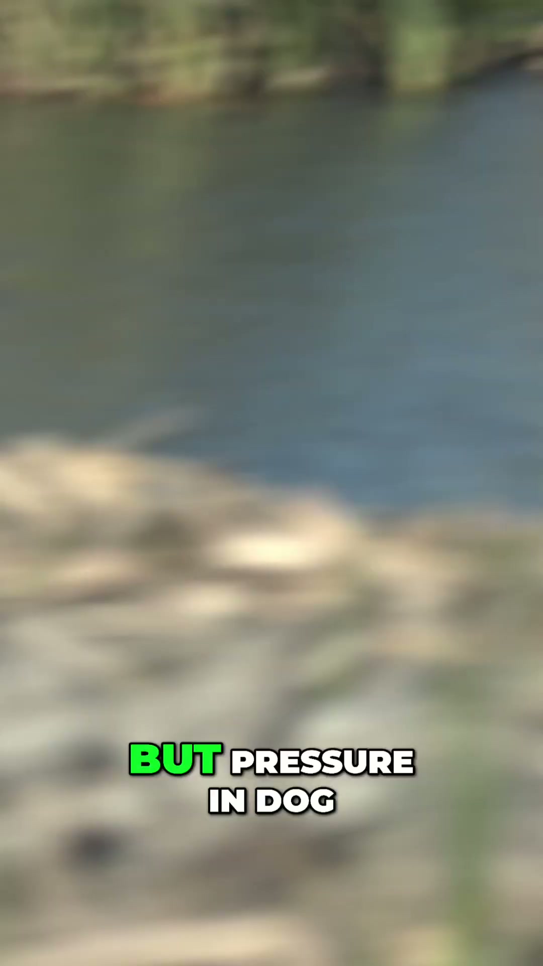 Mastering dog training: Clear communication is key!