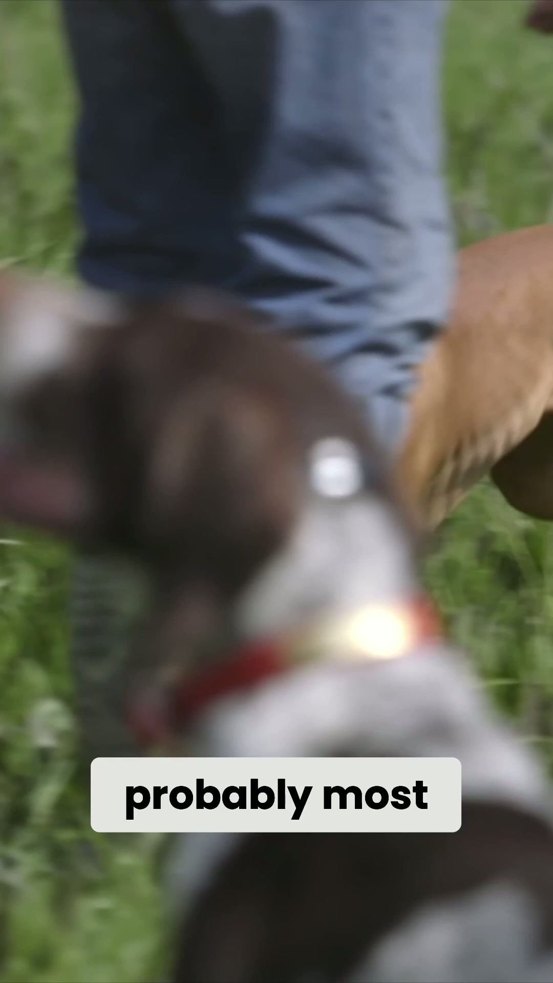 Vizsla top sporting dog breed revealed!