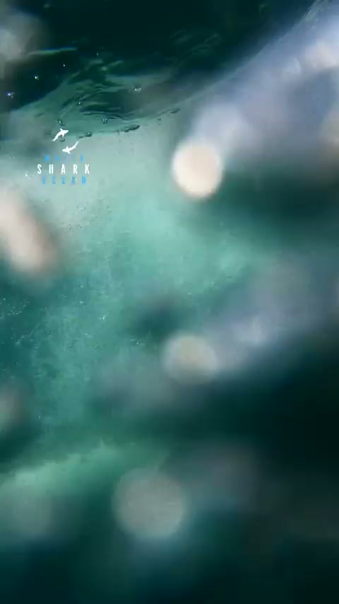 Lady screams during the most intense great white shark experience