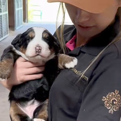 両手に収まるほど小さな『赤ちゃん犬』→6ヶ月まで成長した結果…子犬とは思えない『衝撃のデカさ』が375万再生「成長はやww」「可愛すぎ」