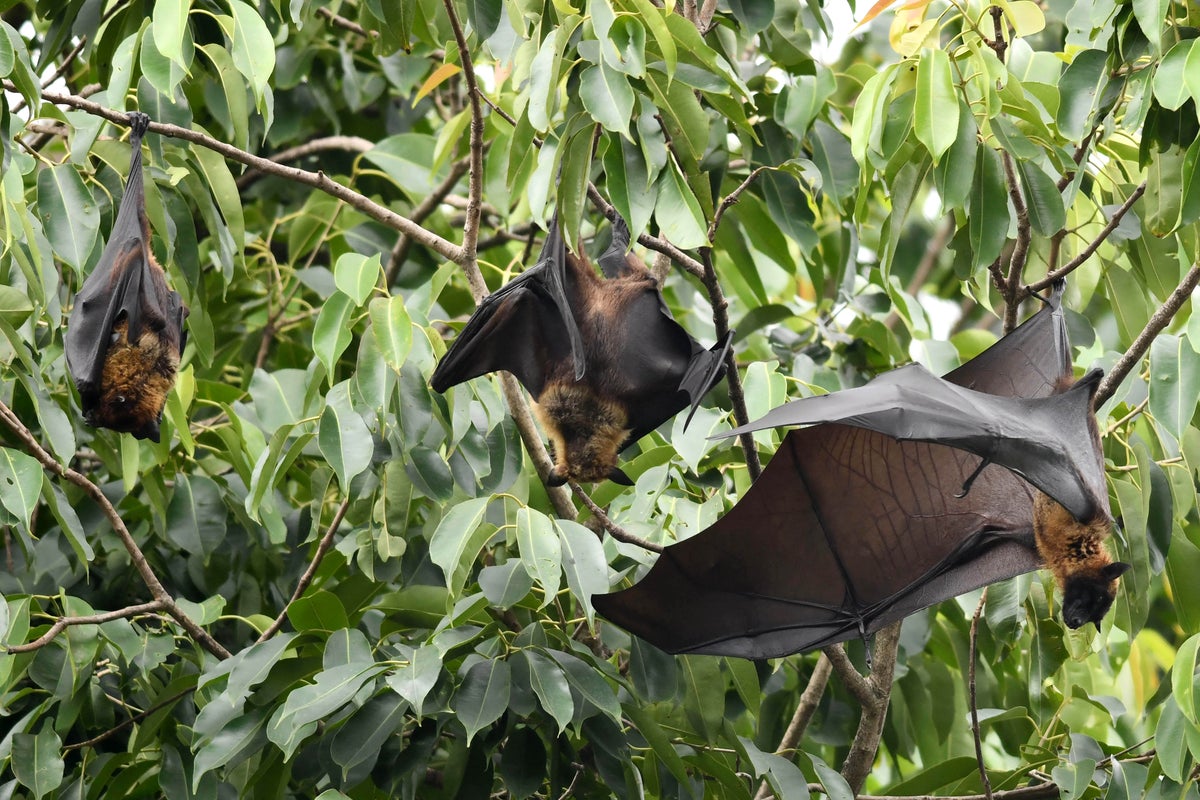 Bats at Indian zoo being tested for Nipah virus