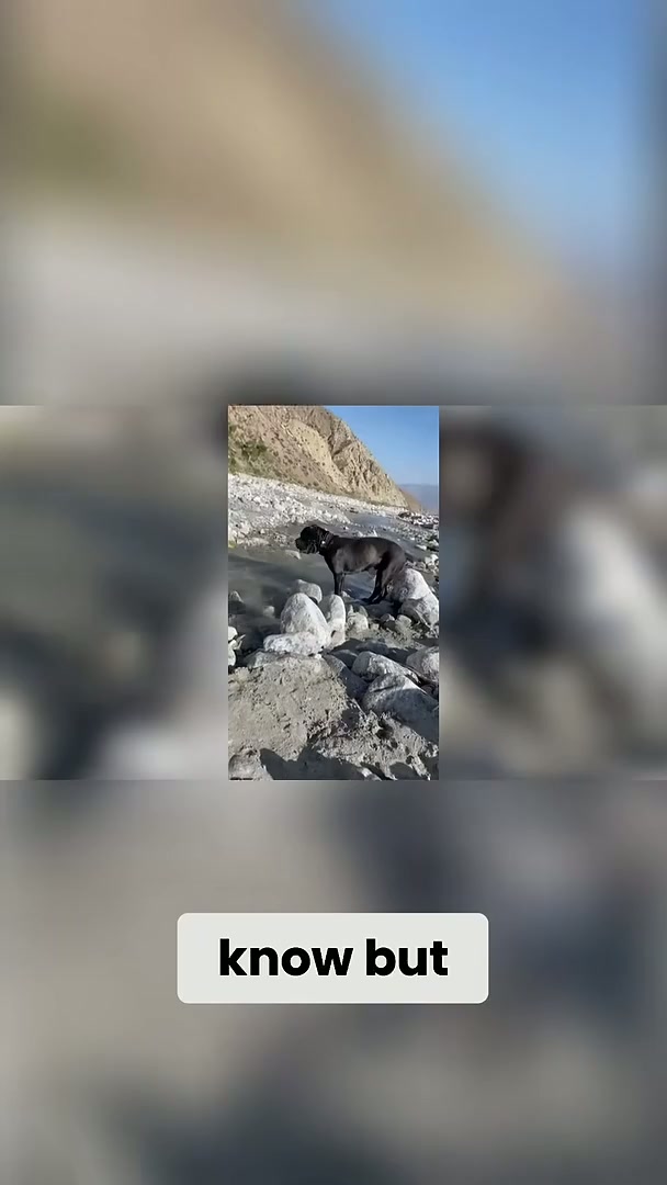 Family-friendly Cane Corso 🐾: Our training journey!