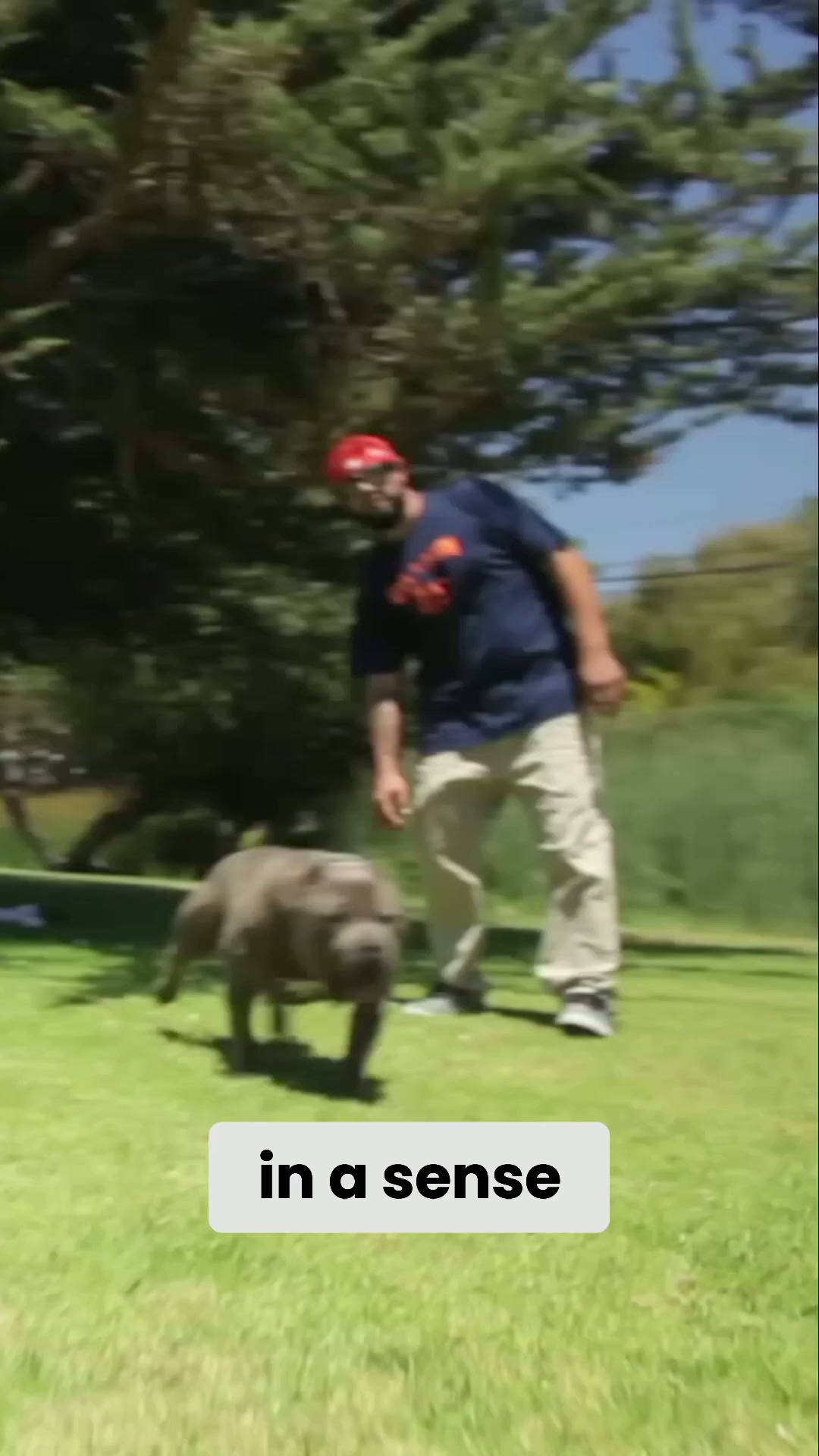 American bully is the perfect family dog!