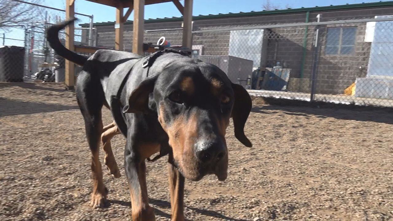 Pet of the week: Gus needs a home ASAP!