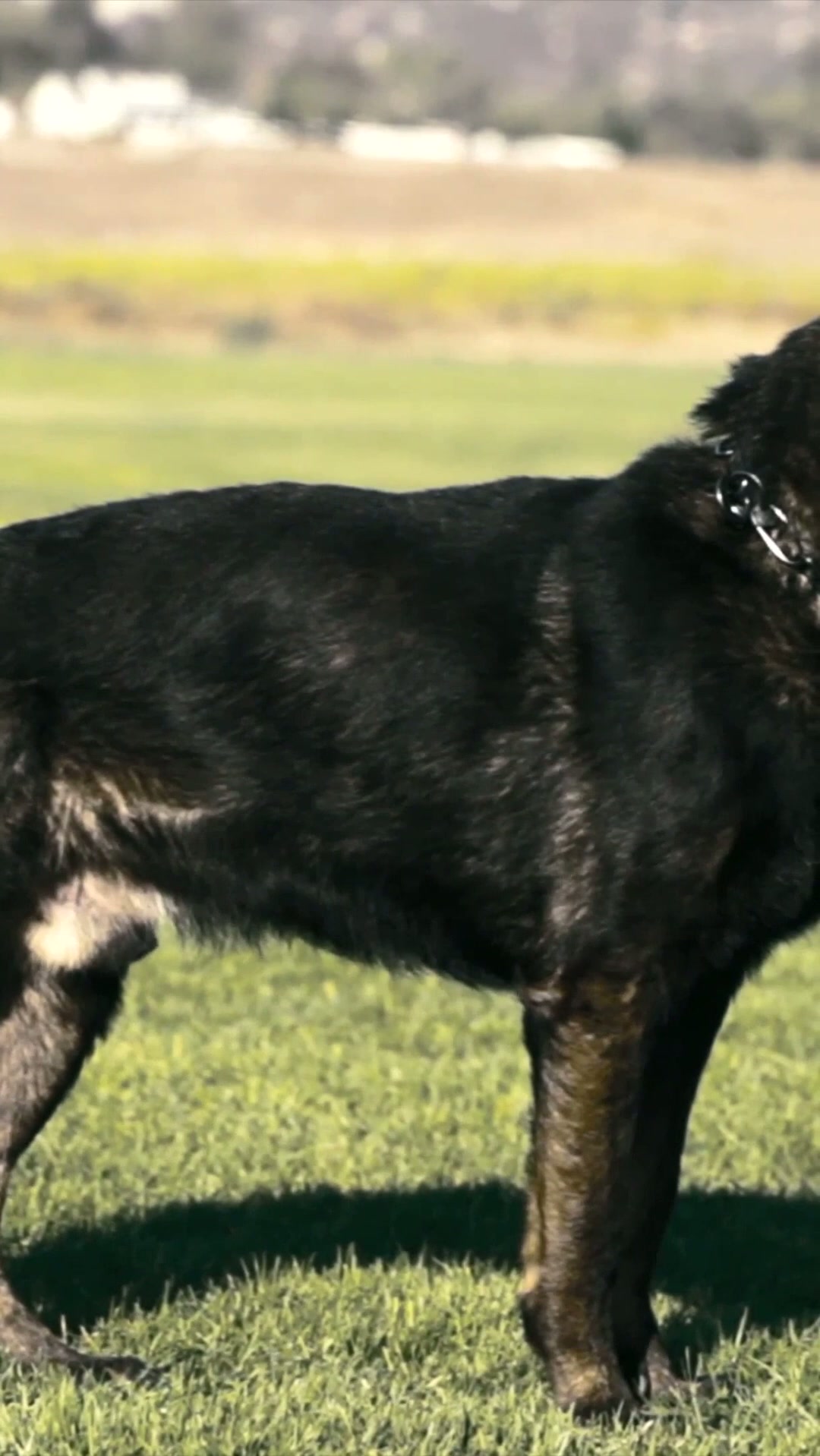 Uncovering the hidden world of herding dogs: What you didn't know #shorts