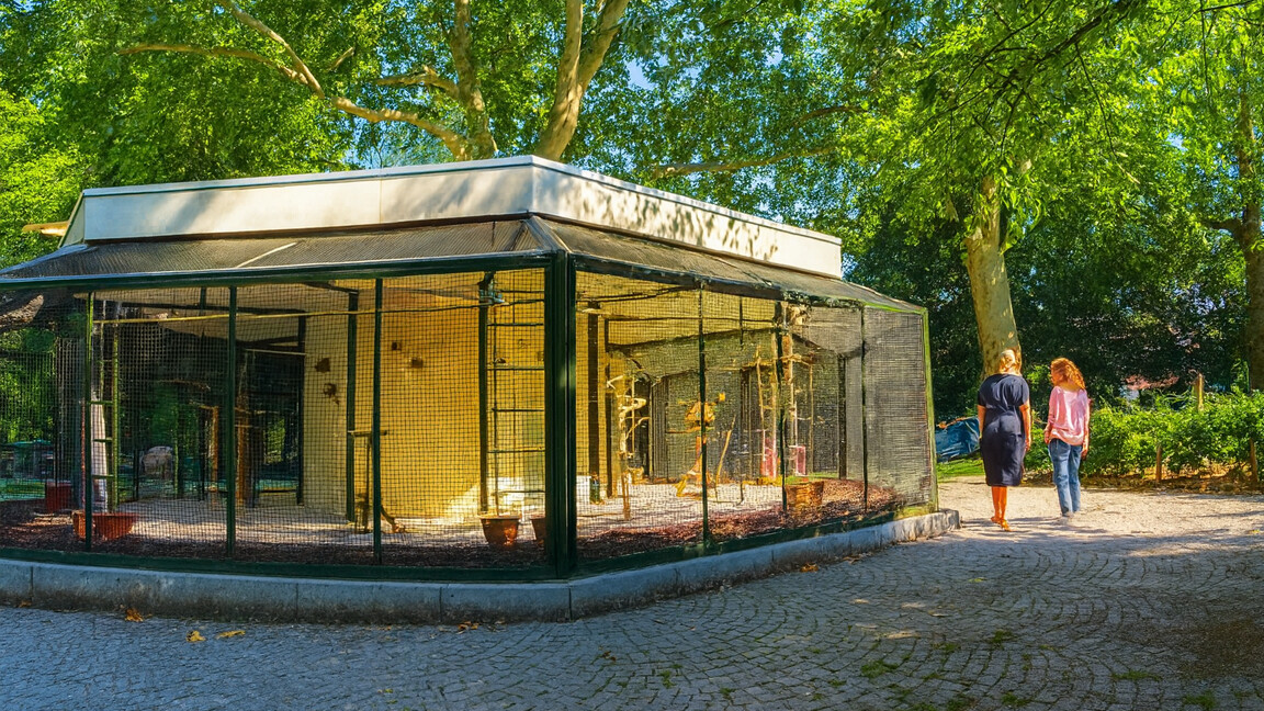 A calm walk through a shaded city park