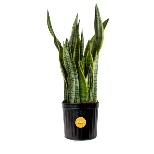 This is where to place a snake plant for protection and positivity, say ...